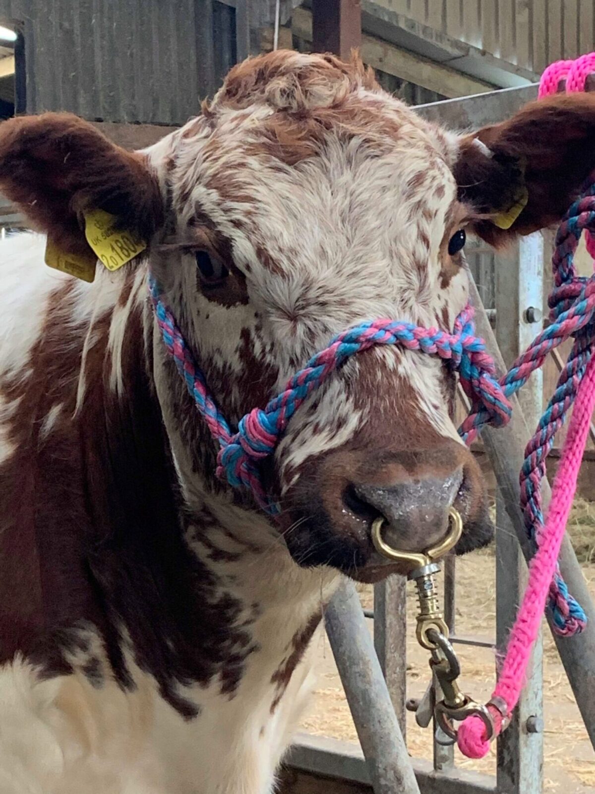 Halter Breaking Step by Step - Irish Moiled Cattle Society