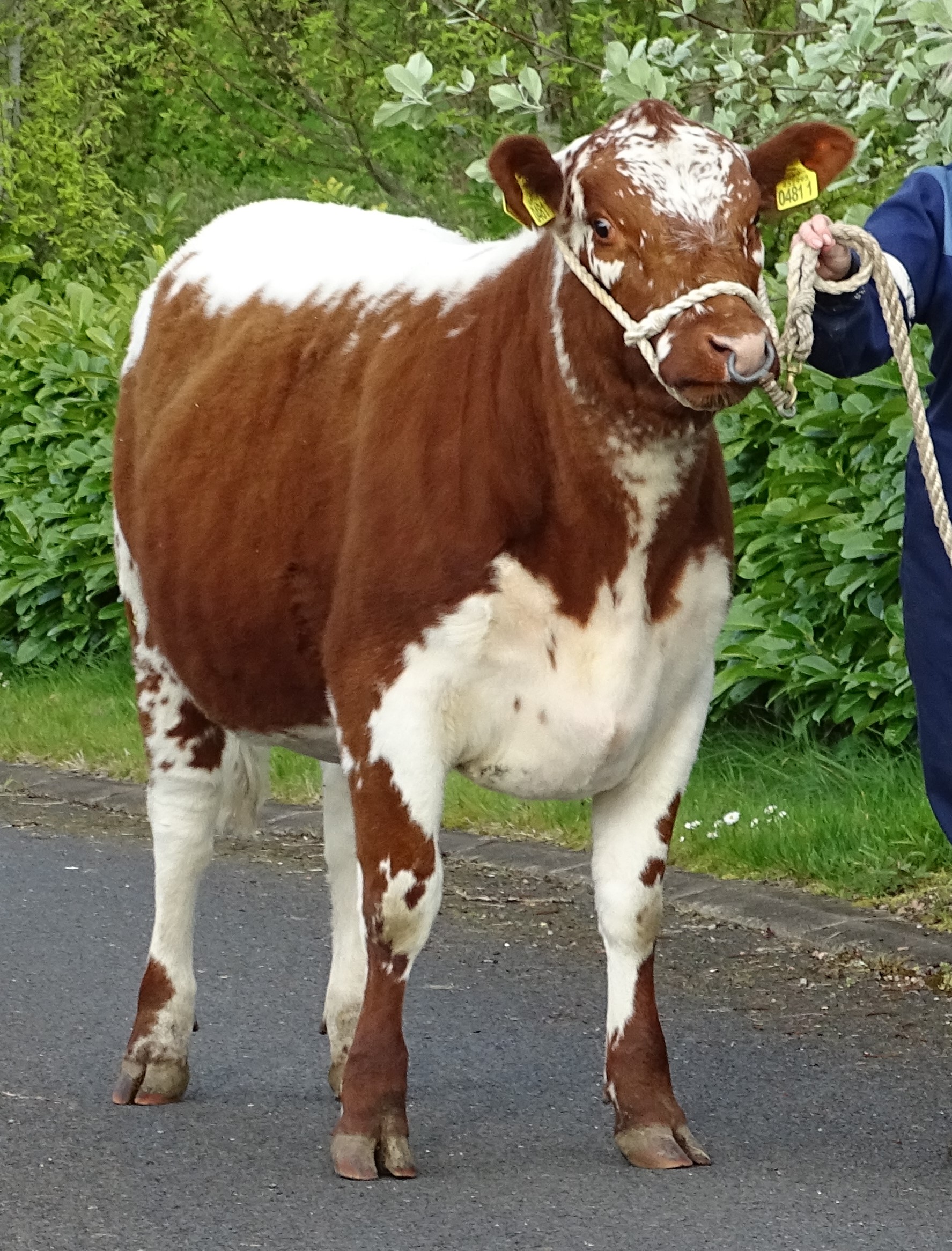 Halter Breaking Step by Step - Irish Moiled Cattle Society