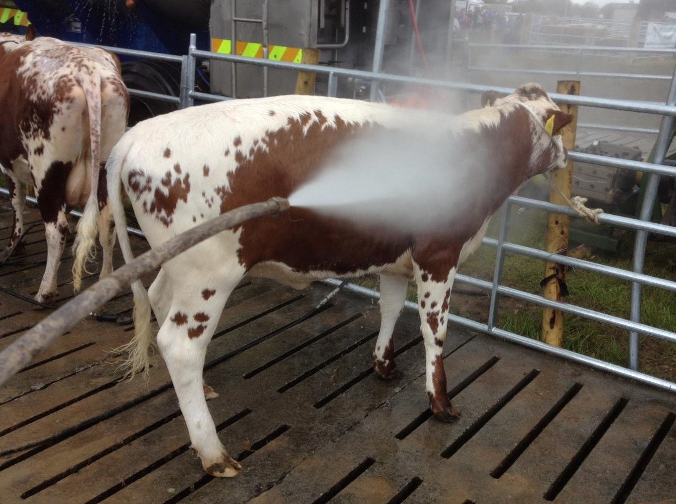 Halter Breaking Step by Step - Irish Moiled Cattle Society