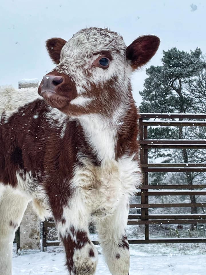 Irish Moiled - The Hard Working Cow - Irish Moiled Cattle Society