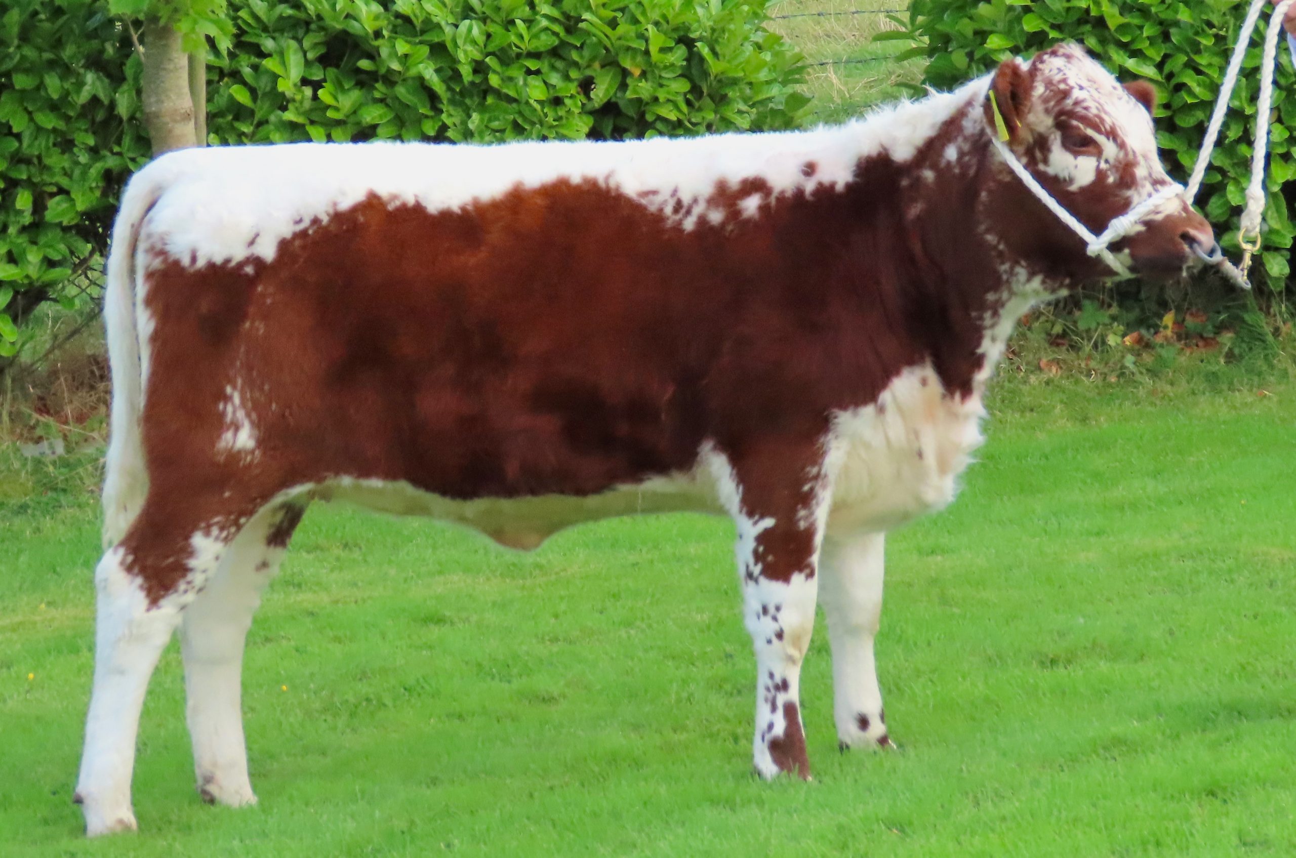 Ballyreagh Lily tops Magnificent Moilies Sale – Irish Moiled Cattle Society